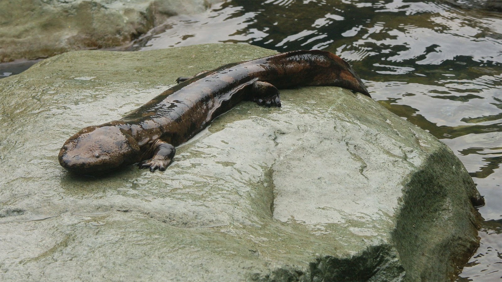 Giant Salamander Face