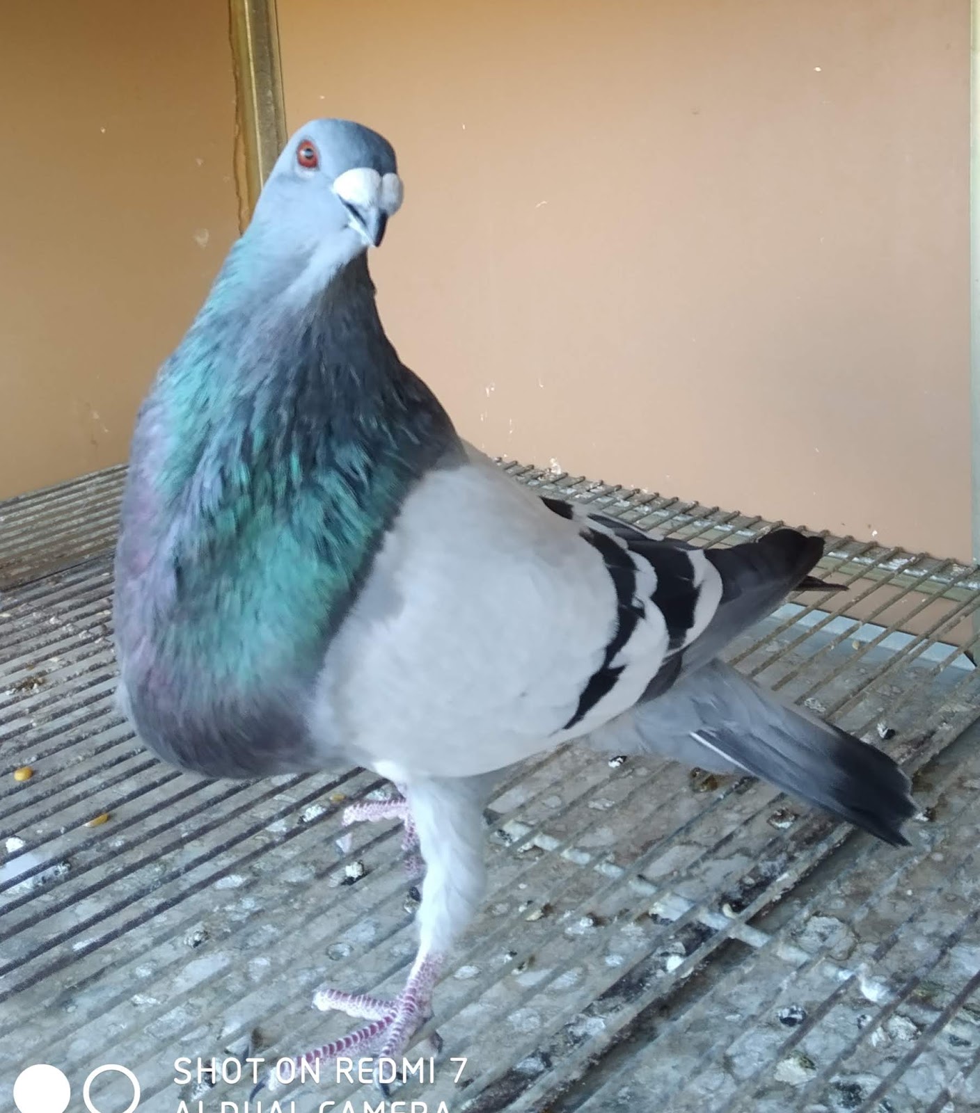 JOSE ANTONIO: la evolución de un macho pichón