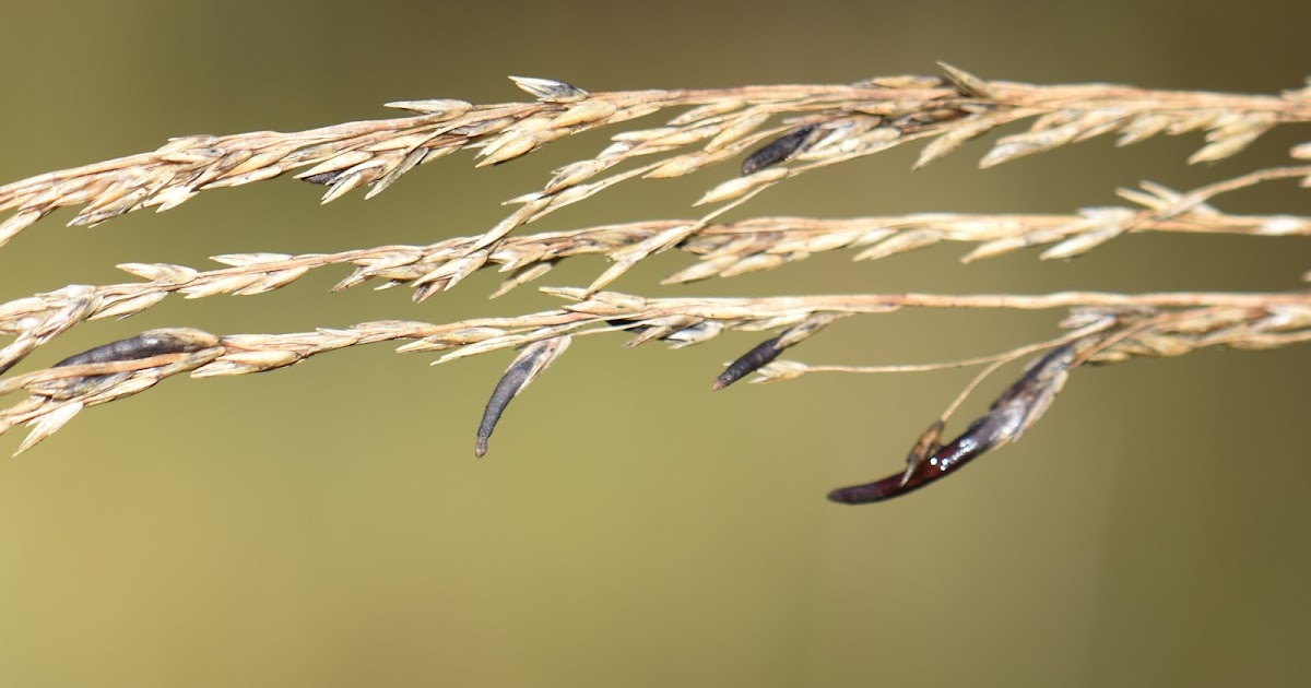 Lymington & District Naturalists' Society: Ergot of Rye