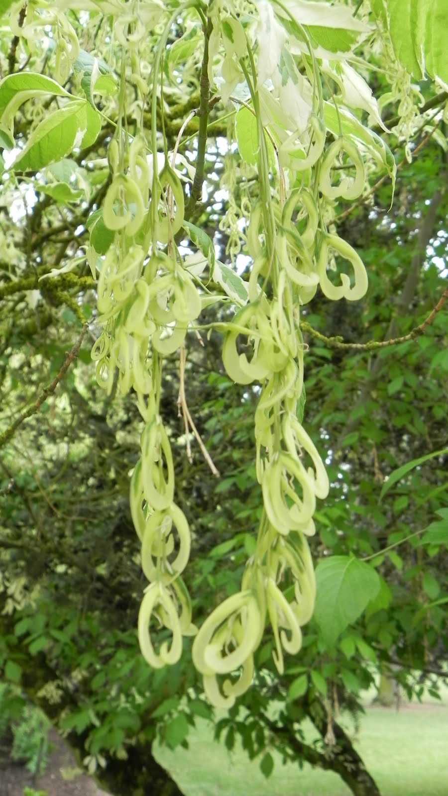 NaturAranjuez: Arce negundo (acer negundo)