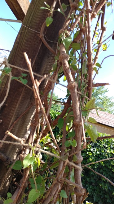 The "Secret" is Gratitude: How To Train Vines In or On an Arbor with ...