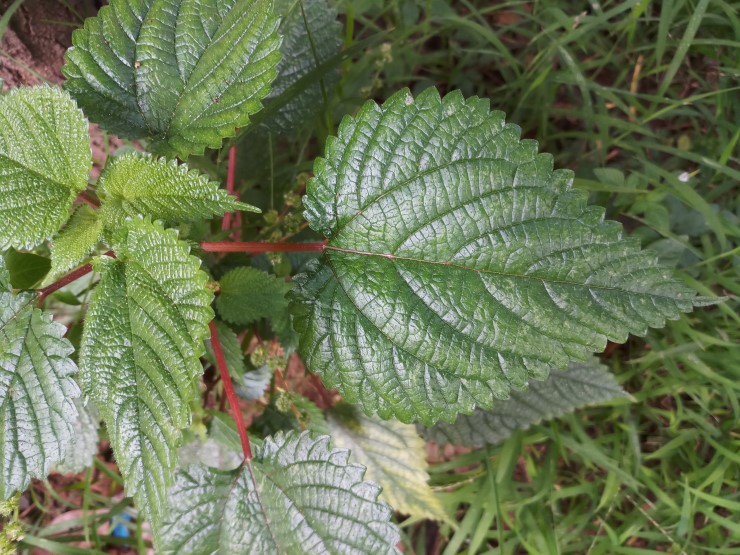 Laportea aestuans: The West Indian wood nettle