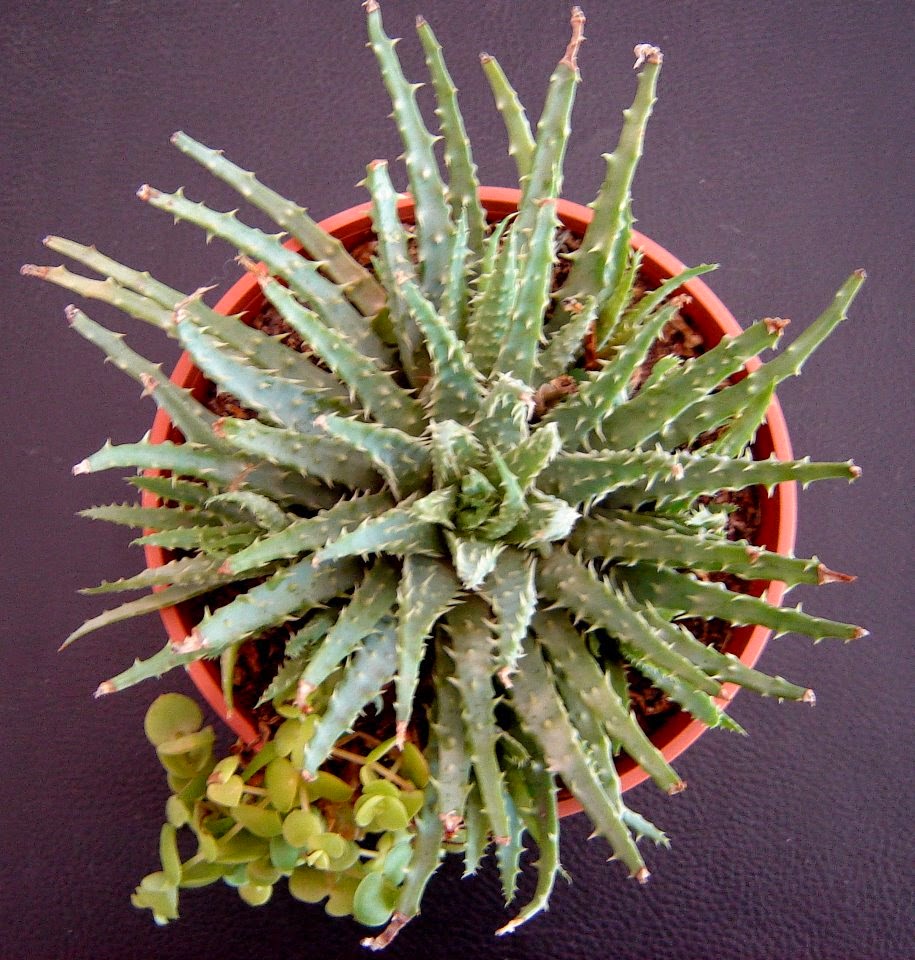 v e r d e c h a c o: Aloe