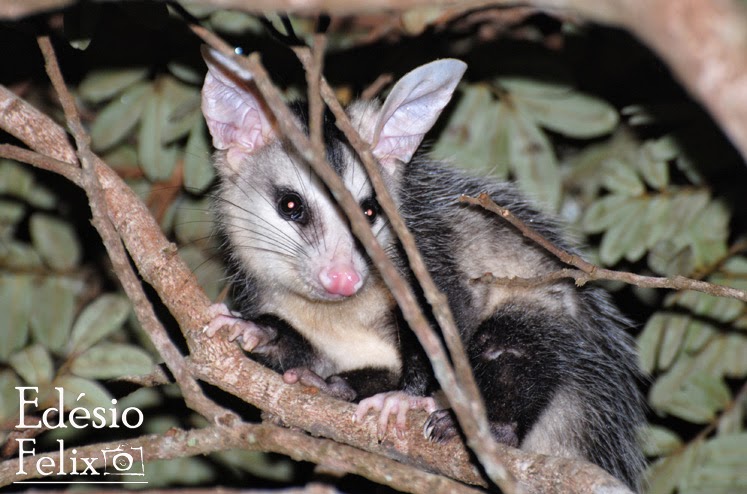 Sofia Soliane e o Sariguê ~ Algumas palavras