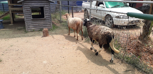 Mohd Faiz bin Abdul Manan: Rabbitland @ Jengka