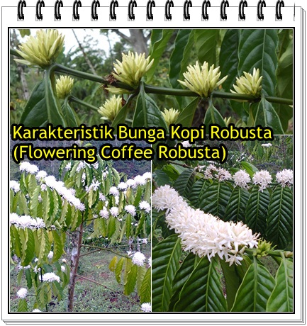 Karakteristik Bunga Kopi Robusta (Flowering Coffee Robusta ...