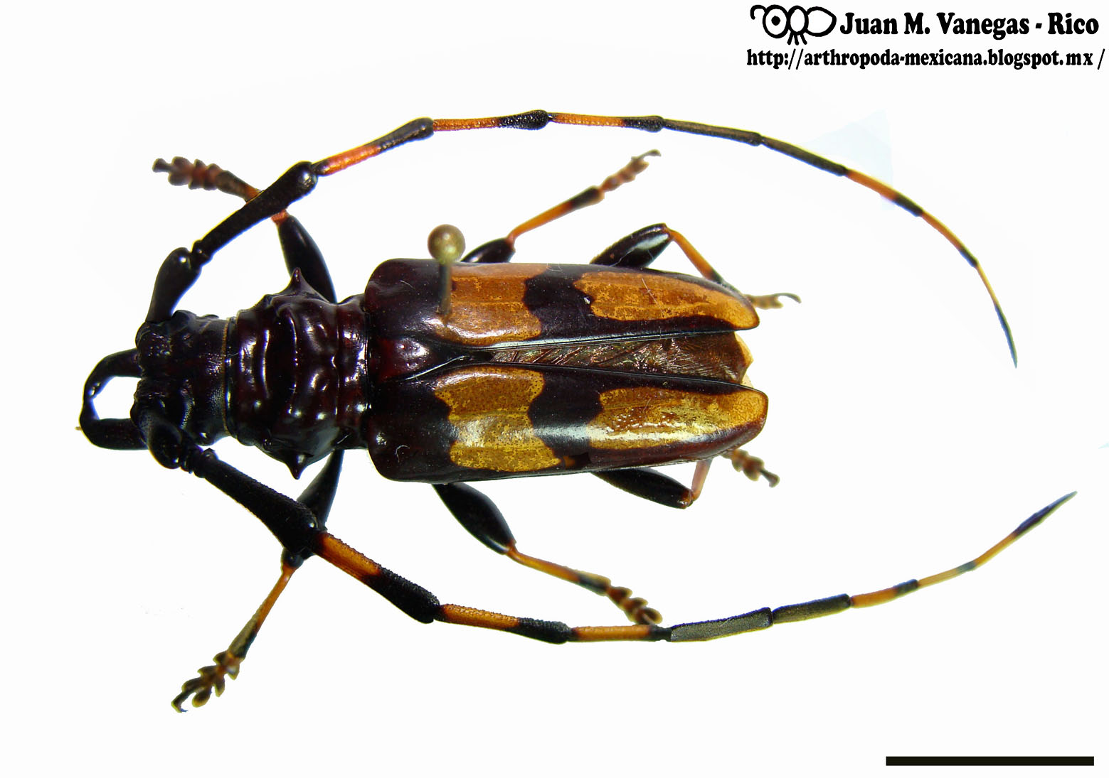 ARTHROPODA MEXICANA: Trachyderes mandibularis cerambícido come tunas