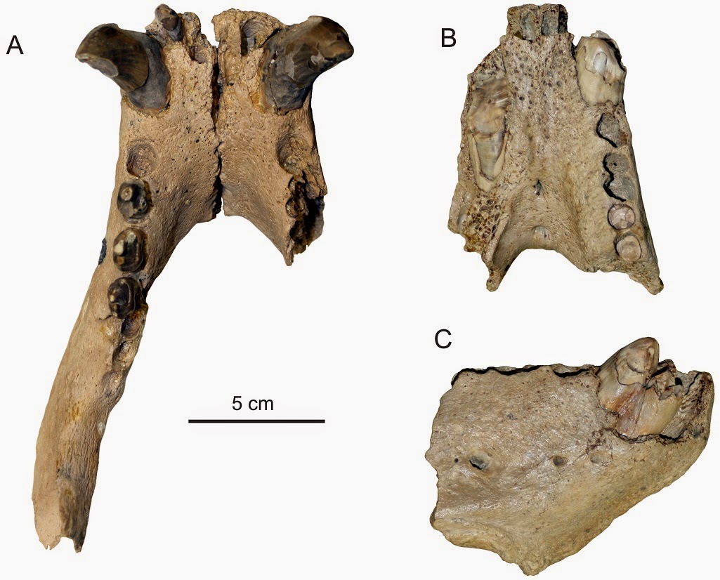 The Coastal Paleontologist, atlantic edition: The evolutionary history ...