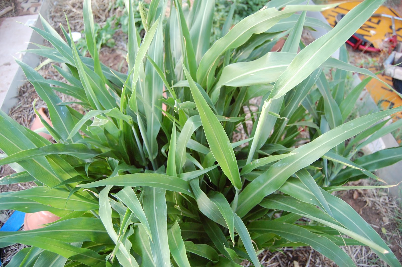 Texas Rebel Girl: Hamster Plant?