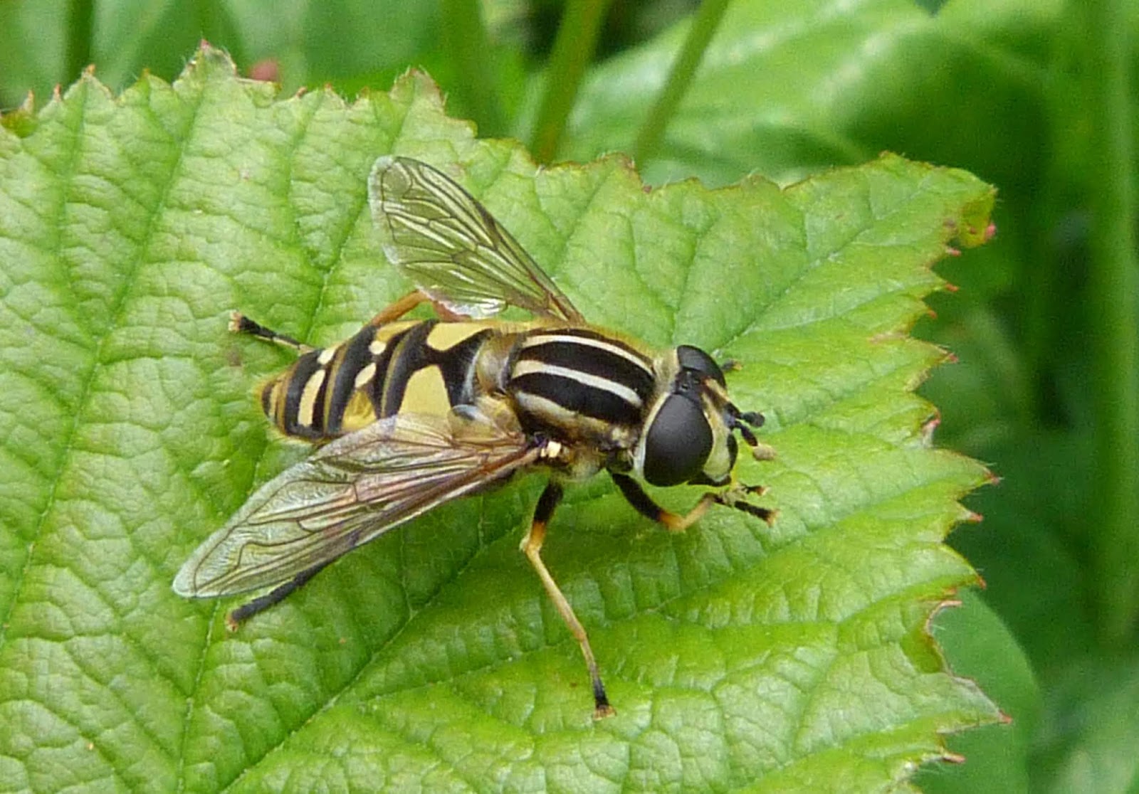 Insects of Scotland: Hoverflies