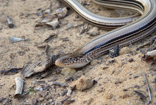 Glass Lizard | Wildlife | The Wildlife