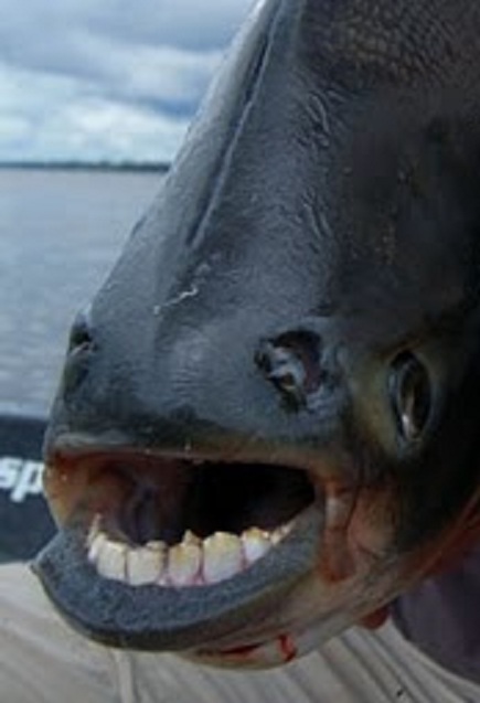 AJORBAHMAN'S COLLECTION: Fish with Real Human Teeth