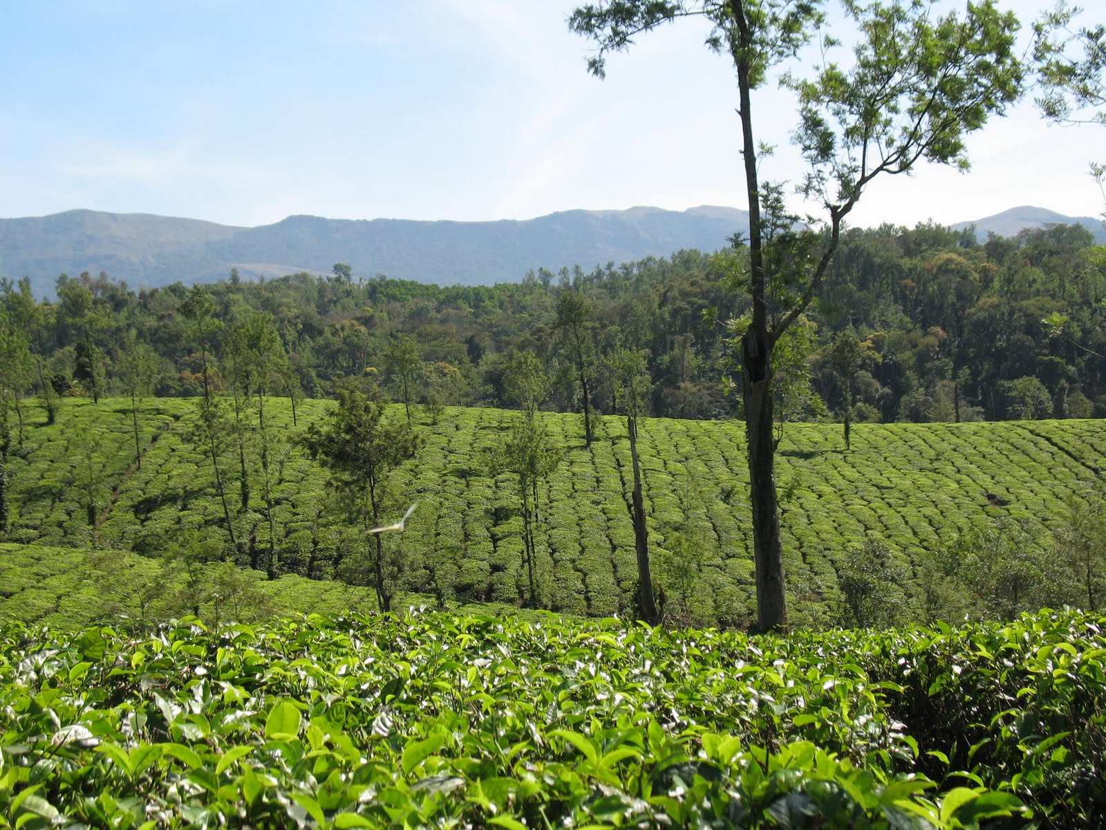 GOA et cetera....: Coorg Tea Estate