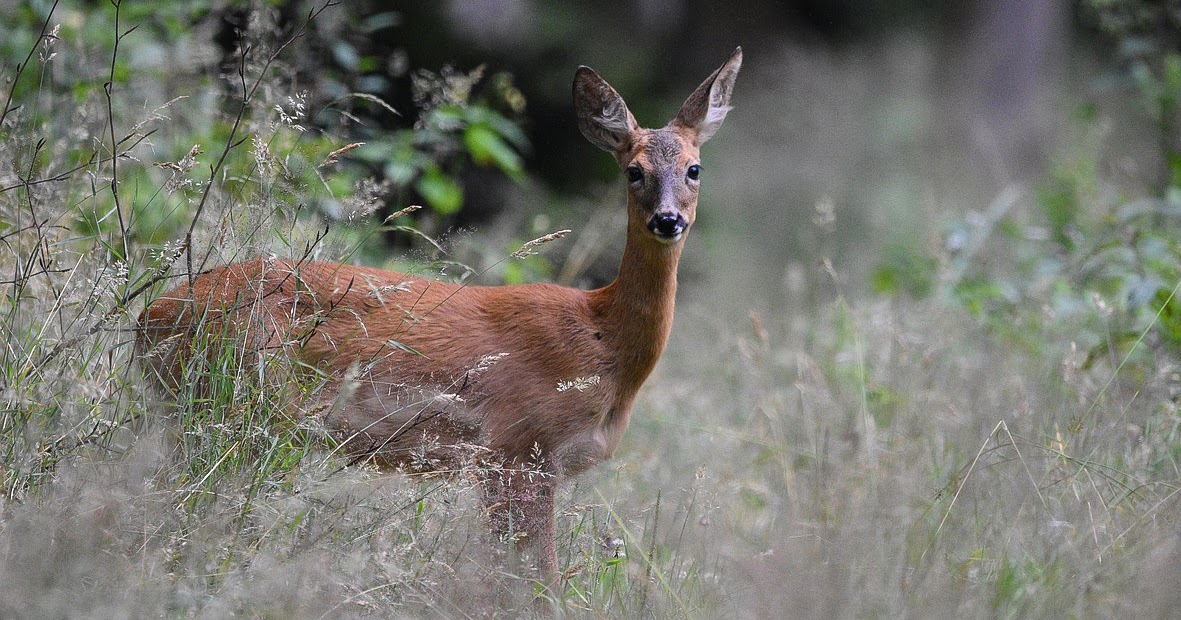 Blog przyrodniczy: Sarny w lesie