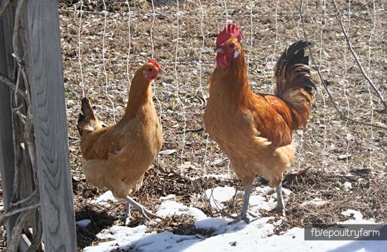 Catalana Chicken | Full Details - ePoultryFarm