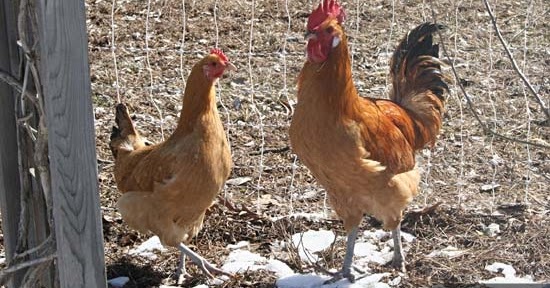 Catalana Chicken | Full Details - ePoultryFarm