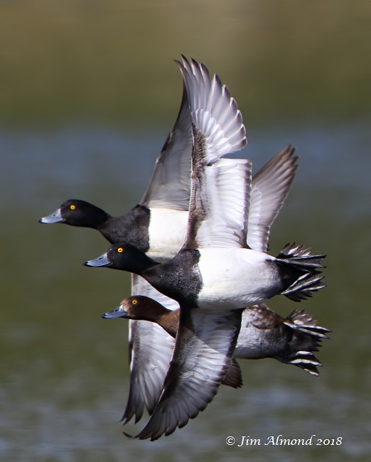 Shropshire Birder: Venus Pool - Tuftie display team