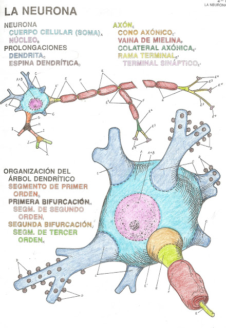 FUNCION DEL NUCLEO EN LA NEURONA ️ Mentalidad Humana