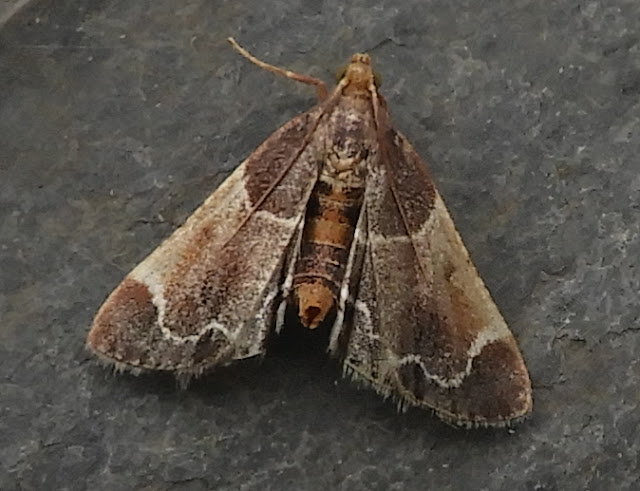 Ceredigion Moths: Meal Moth