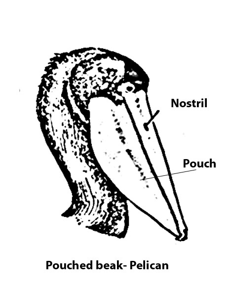 B. Sc. - II Animal Diversity- IV (Old) : TYPES OF BEAKS IN BIRDS ...