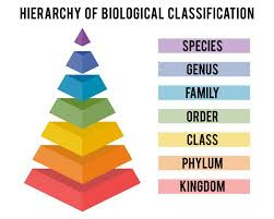 Education: Branches of Zoology