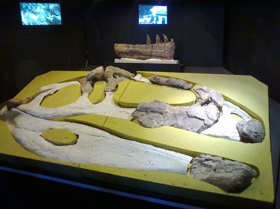 My Prehistoric Saga: What If: Are Giganotosaurus and Mapusaurus the ...