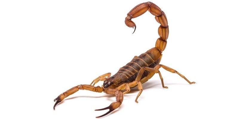 MEDICINA AÉREA Y DE CUIDADOS CRITICOS