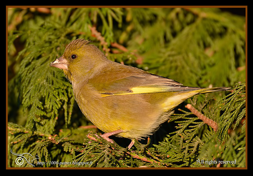 WILDLIFE GATEWAY: Verdier d'Europe