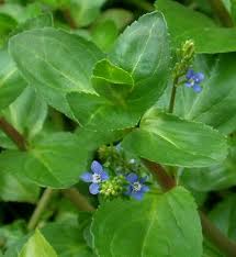BROOKLIME OR WATER PIMPERNEL - EDIBLE WOUND-HEALER: HEALTH BENEFITS AND ...