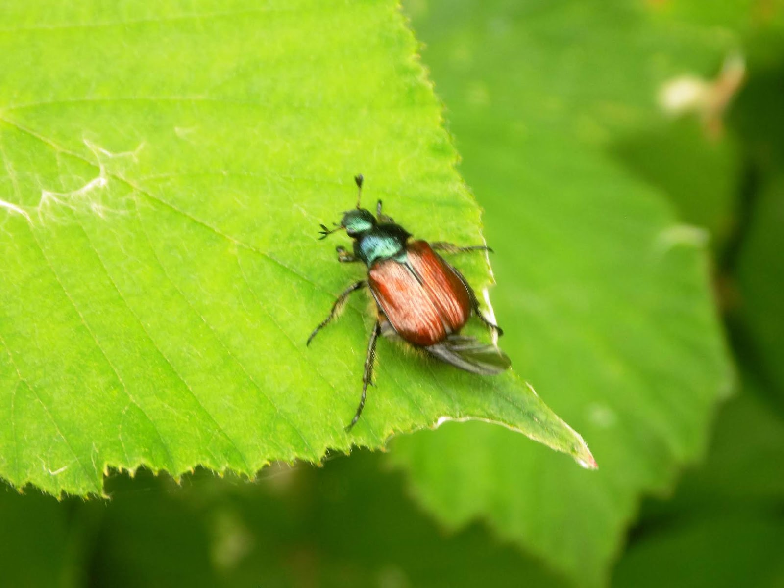 Ringwood Wildlife Diary: Interesting Insects