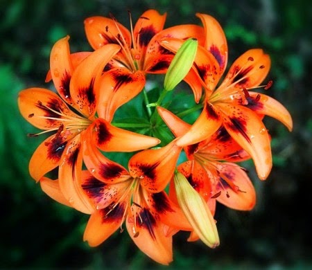 15 Keindahan Bunga Lily dan Penampakanya - Ragam Tanaman