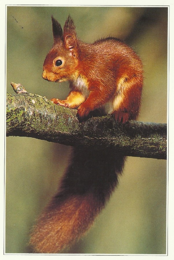 Cartes i postals d'arreu: Esquirol vermell comú