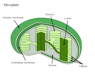 Biologjia ime: Ndërtimi i qelizës bimore
