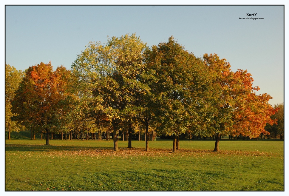 Le blog photos de KurO': Alignement d'arbres en automne, à Miribel-Jonage