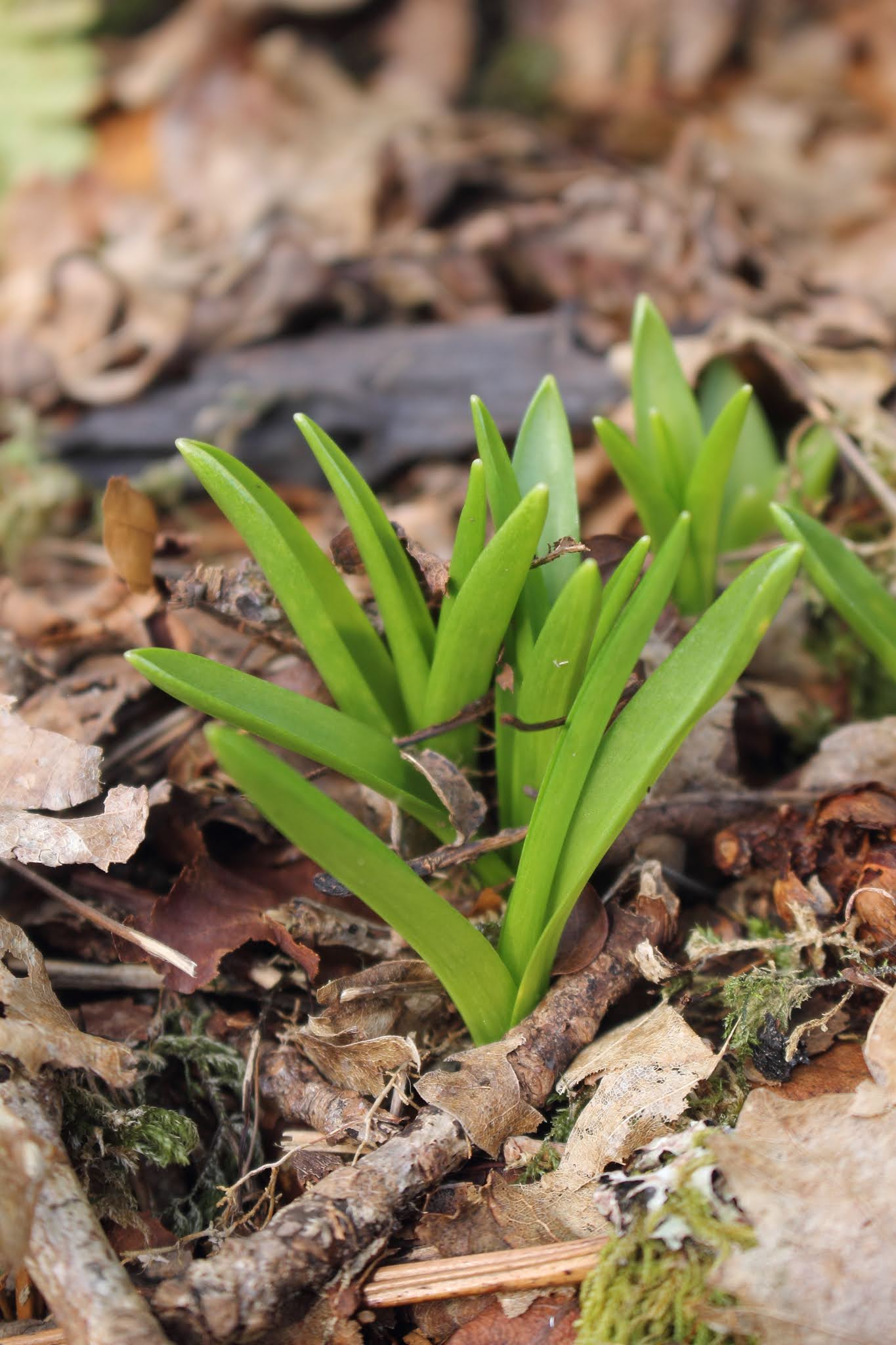 Valley Naturalist: Notes from a woodland walk