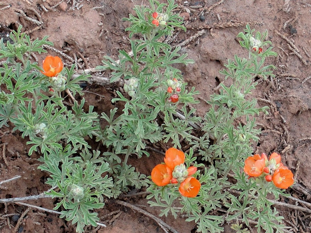 Janie and Steve, Utah Trails: June Flowers