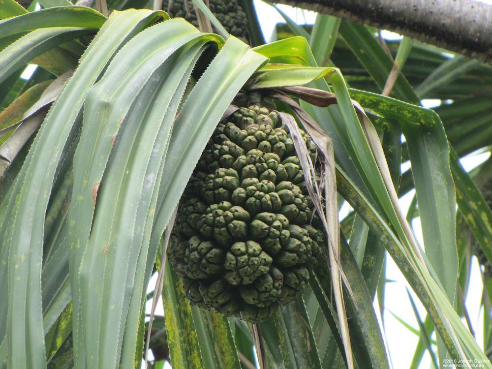 Librarian on Palmyra Atoll