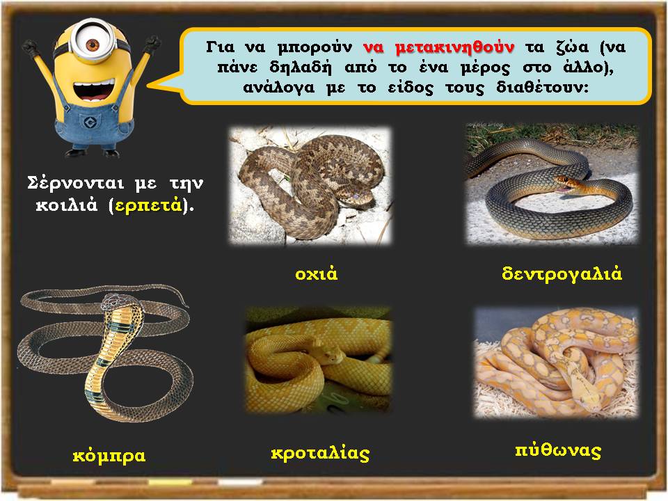Παίζω και μαθαίνω: ΤΑ ΖΩΑ