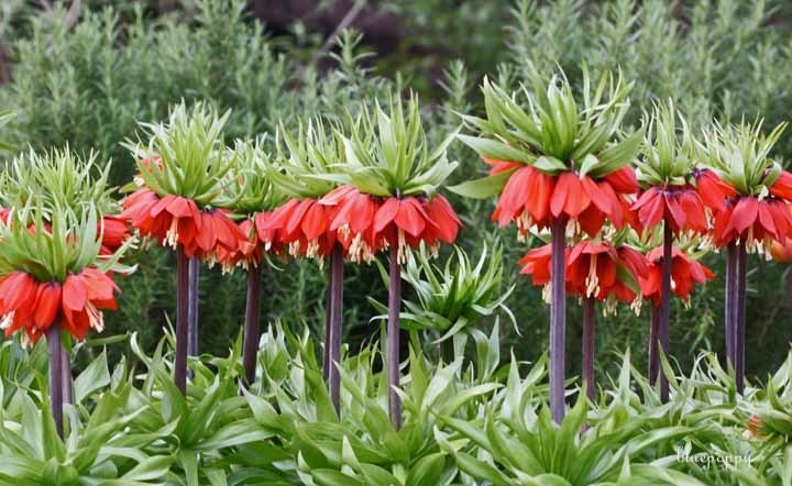 HOW TO GROW THE CROWN IMPERIAL LILY |The Garden of Eaden