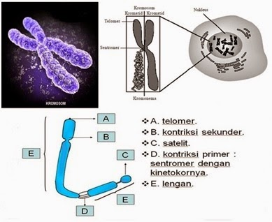 TRY OUT SUBSTANSI GENETIK - Biology Page