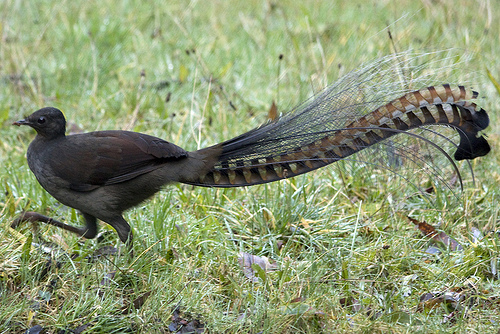 Lyrebird ~ Animals Images