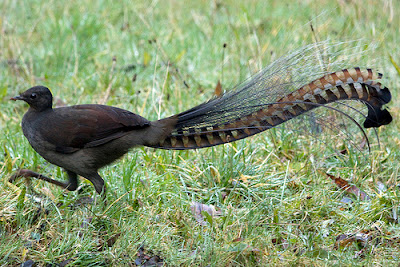Lyrebird ~ Animals Images
