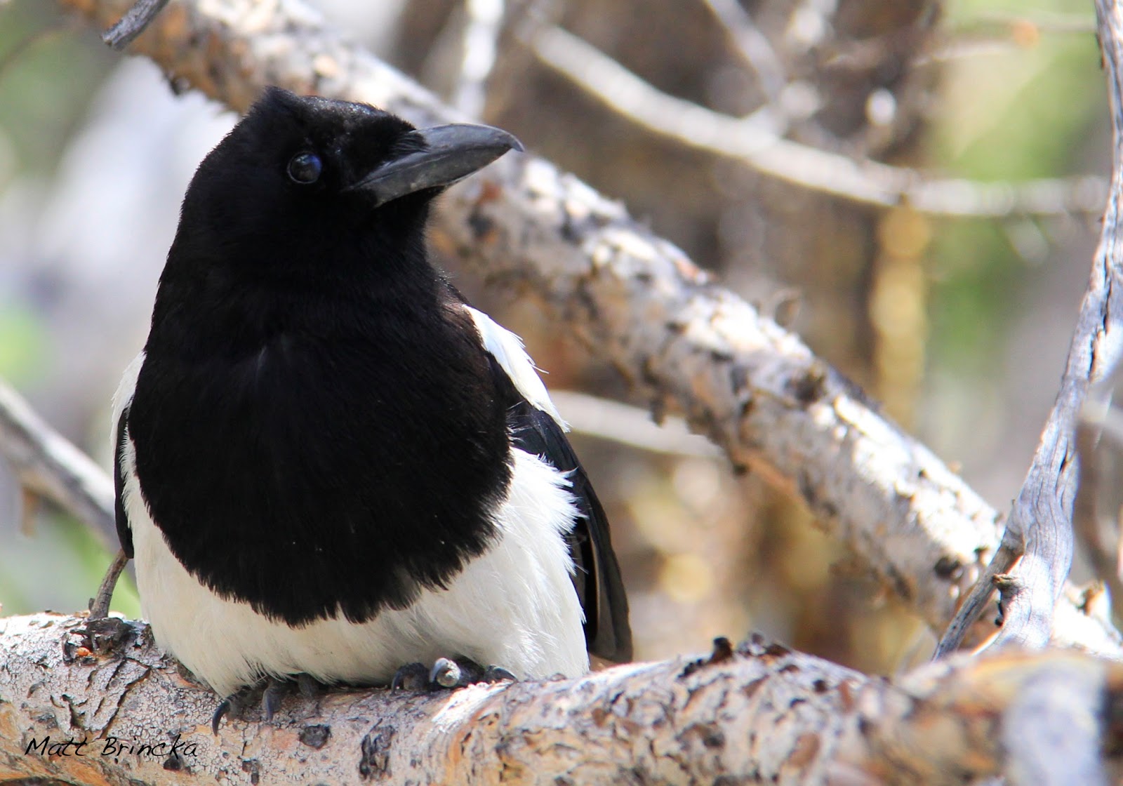 The Nerdy Naturalist: Black-billed Magpie