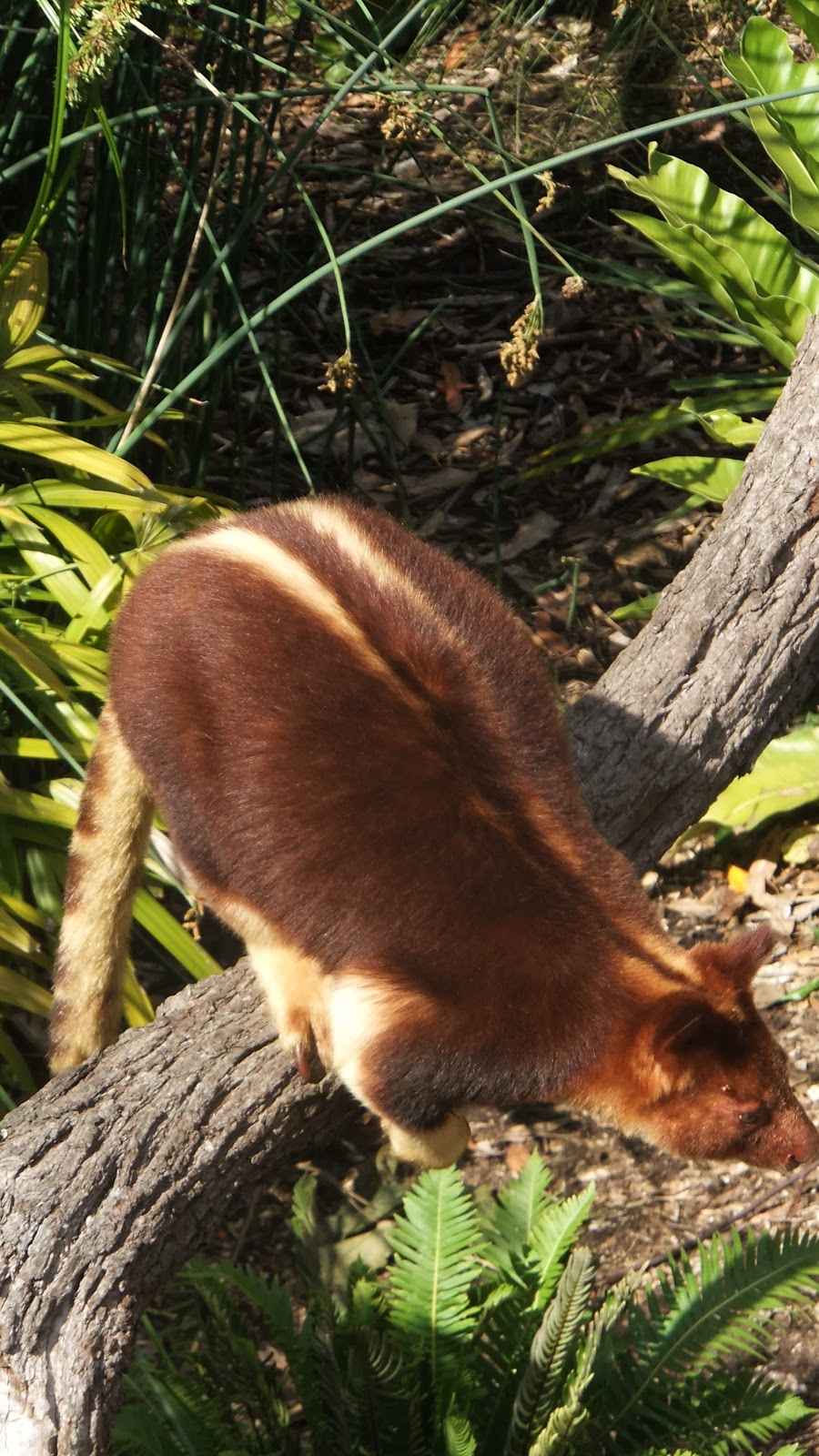 Justina-Overseas: Taronga Zoologijos Sodas Sidnėjus
