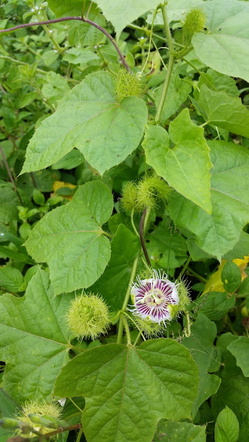 Warisan Petani: Pokok Letup-letup.