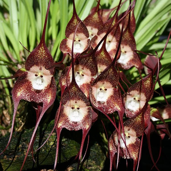 Curiosidades del Mundo: Orquídeas exóticas con cara de simio: la ...