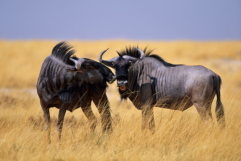 Animals pictures: wild beast