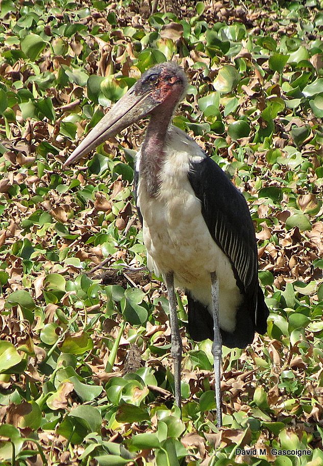 Marabou Stork (Marabout d'Afrique) - Travels With Birds