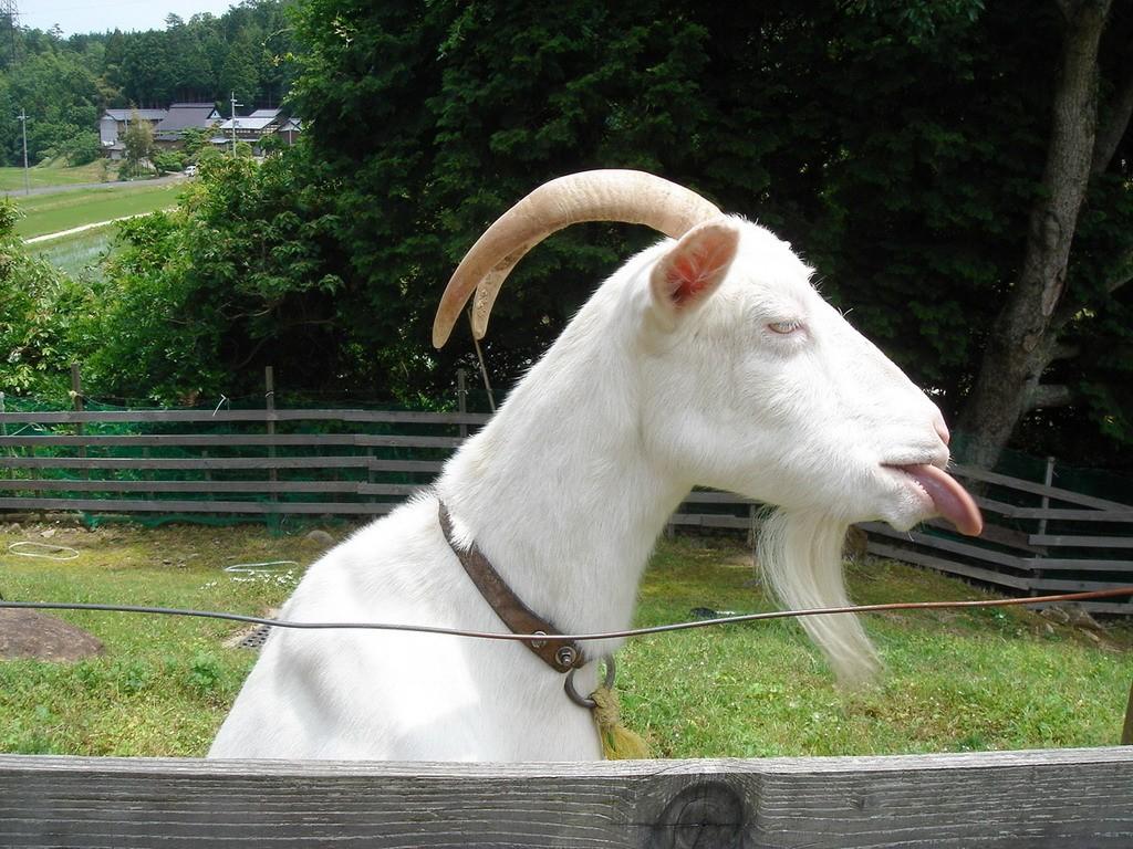 T.T. S.A.O.M.S. '97 Costa d'Ovada: Capra! Capra! Capra!