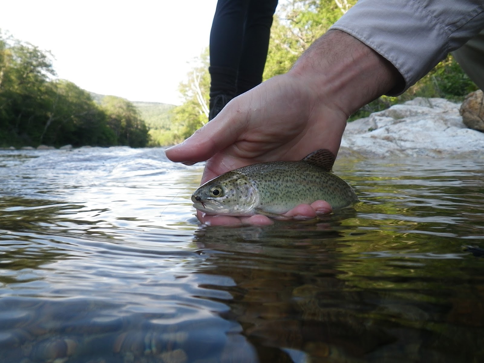 First Cast Fly Fishing: Fly Fishing Lessons in New Hampshire: The Wild ...